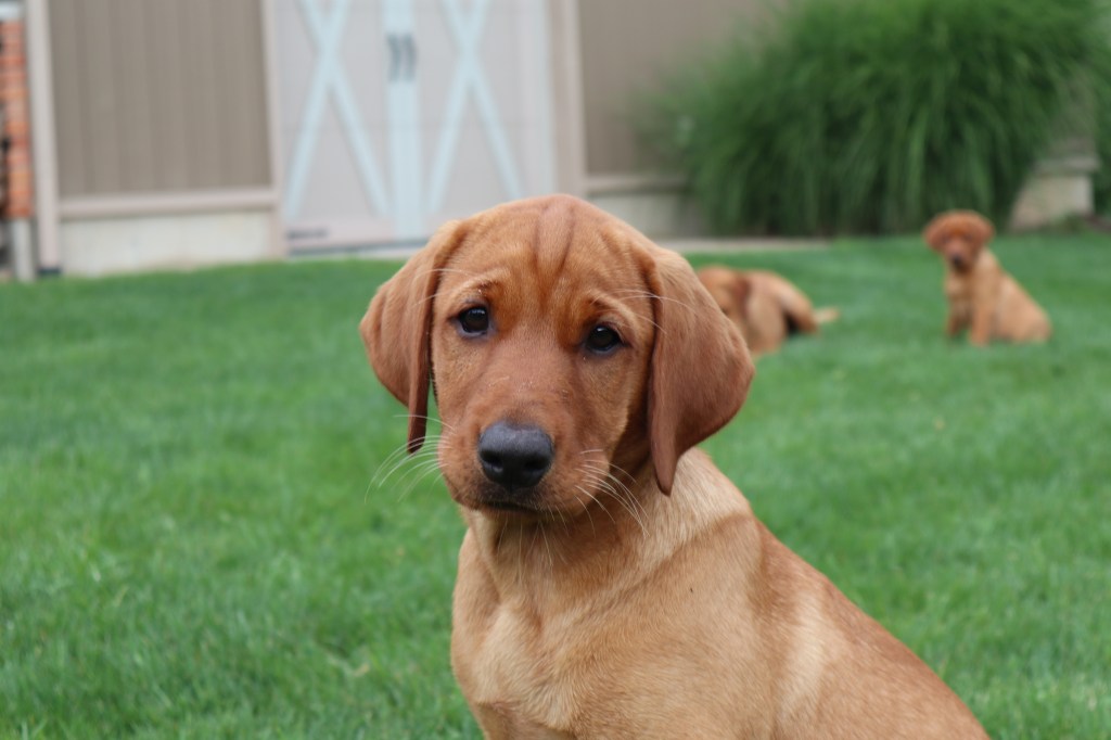 Bos Kennel | Fox Red Labrador Retrievers | Ontario | CKC
