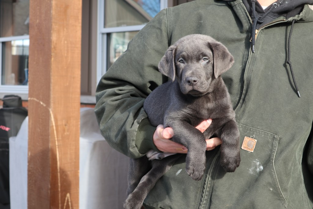 Bos Kennel | Fox Red Labrador Retrievers | Ontario | CKC